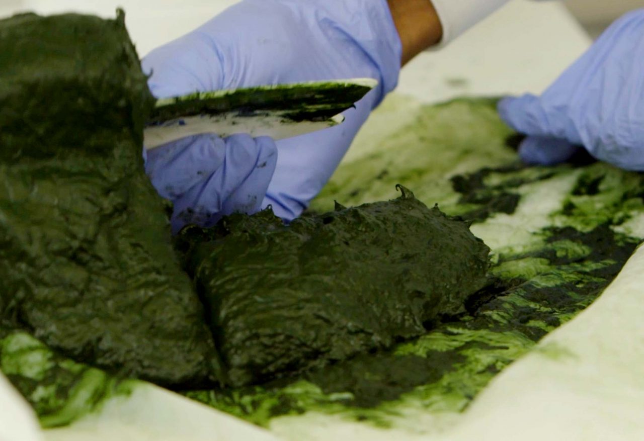 La culture des microalgues